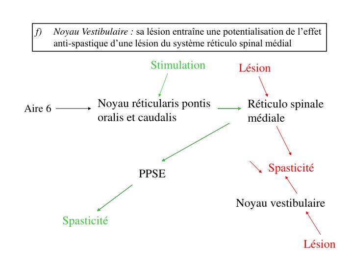PPT - PHYSIOPATHOLOGIE DE LA SPASTICITE PowerPoint Presentation - ID:570928