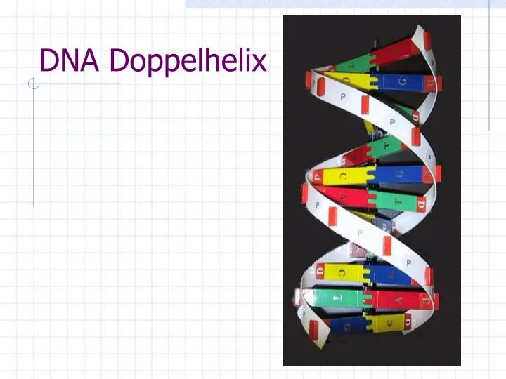 PPT - DNA Doppelhelix PowerPoint Presentation, free download - ID:571757