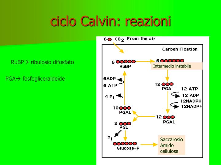 PPT - FOTOSINTESI PowerPoint Presentation - ID:572393