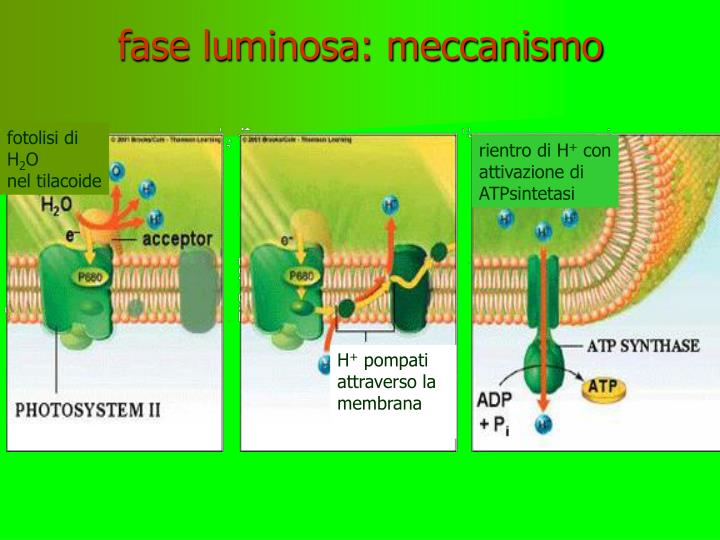 PPT - FOTOSINTESI PowerPoint Presentation - ID:572393
