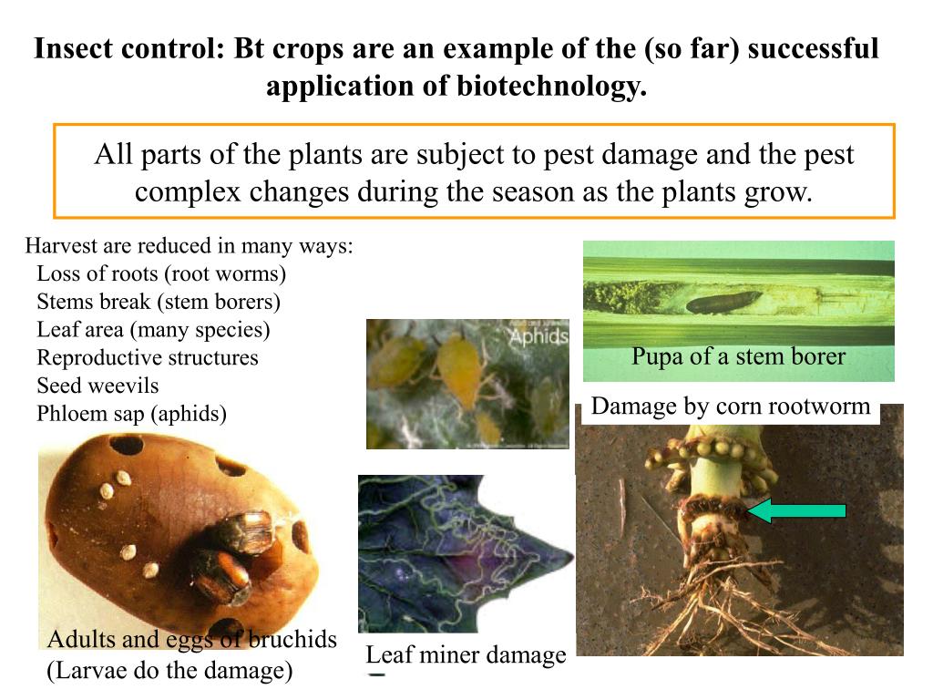 PPT - All parts of the plants are subject to pest damage and the pest ...