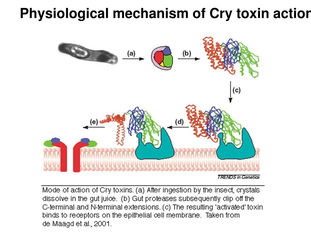 PPT - All parts of the plants are subject to pest damage and the pest ...