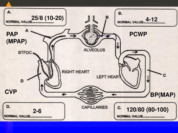 PPT - MODULE F – HEMODYNAMIC MONITORING PowerPoint Presentation - ID:572804