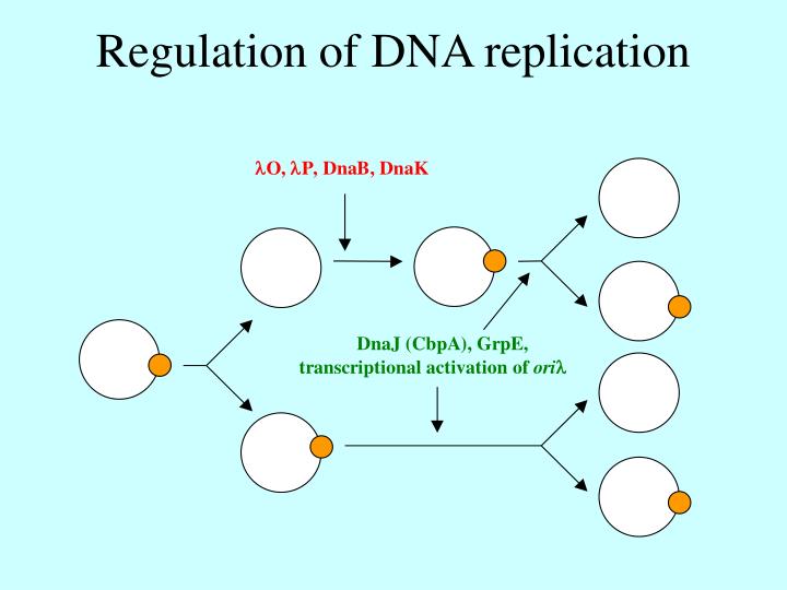 PPT - Department of Molecular Biology Faculty of Biology, Geography and ...