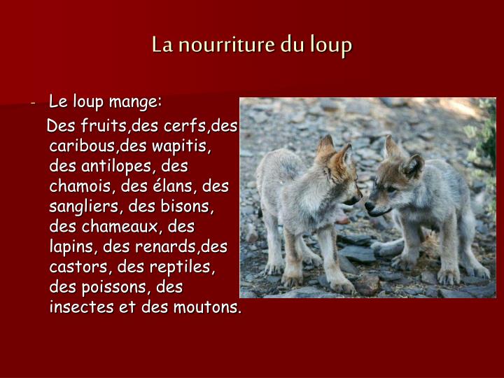 PPT - Le loup PowerPoint Presentation - ID:574046
