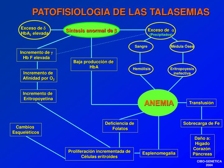 PPT - GENOMA HUMANO Y TALASEMIAS PowerPoint Presentation - ID:575120
