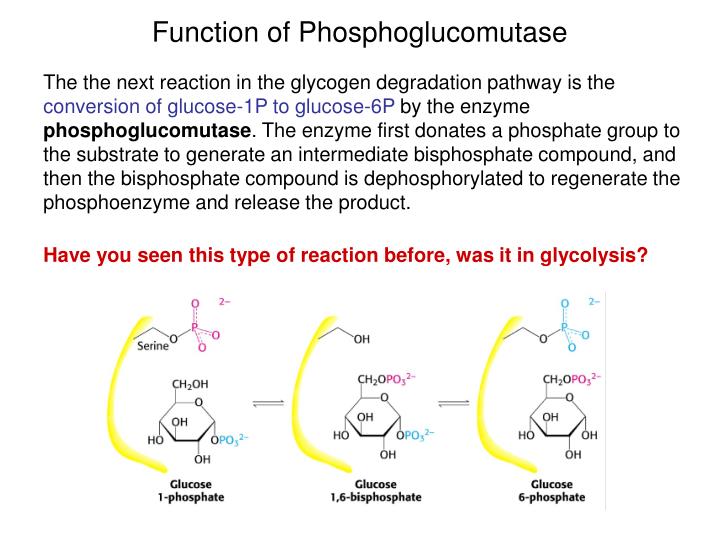 PPT - Carbohydrate Metabolism 2: Glycogen degradation, glycogen ...