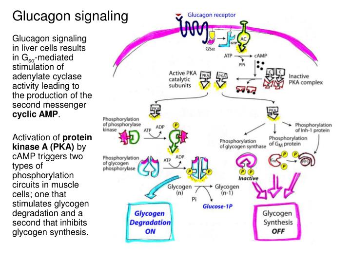 PPT - Carbohydrate Metabolism 2: Glycogen degradation, glycogen ...