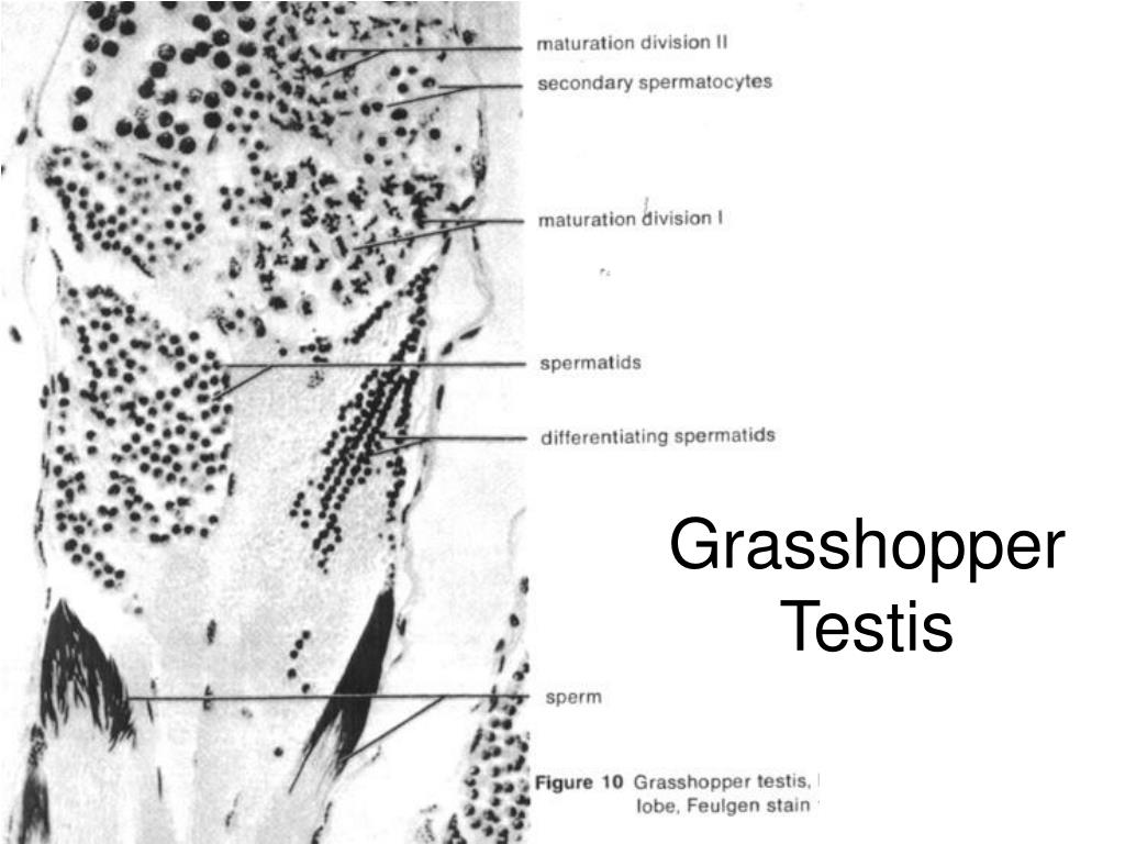 PPT - Mitosis and Meiosis PowerPoint Presentation, free download - ID ...