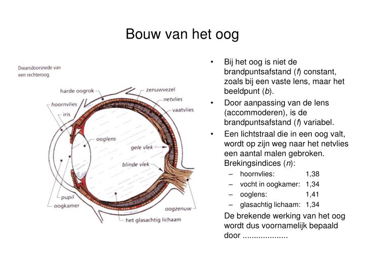 PPT - Het oog PowerPoint Presentation - ID:578640