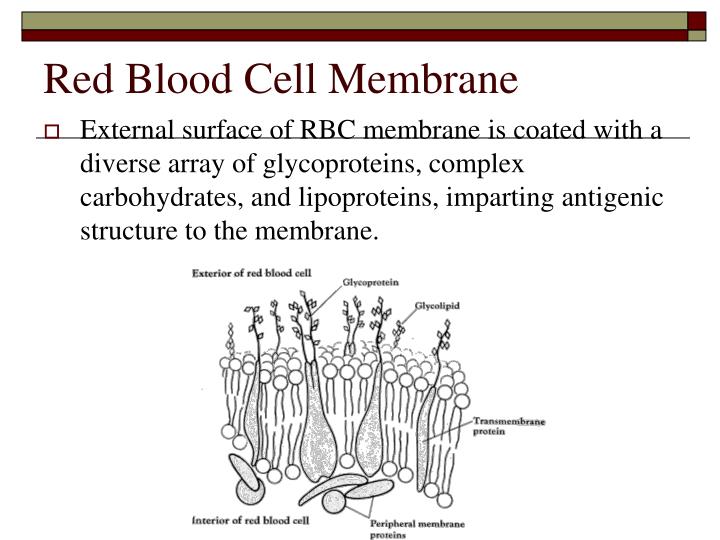 PPT - Unit 6 ABO and H Blood Groups PowerPoint Presentation - ID:580260