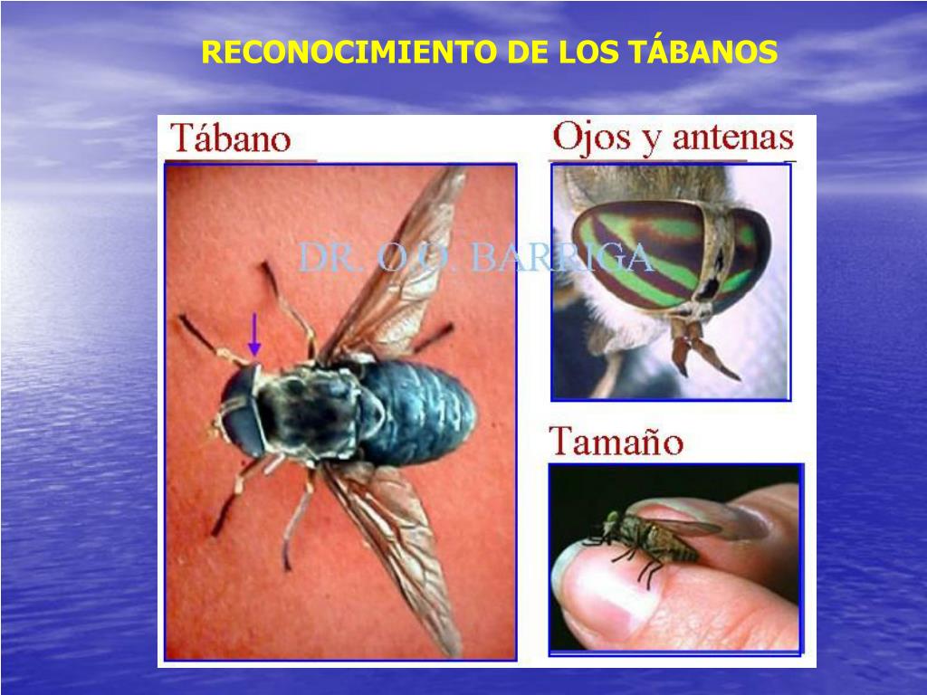 PPT - LOS TÁBANOS PowerPoint Presentation, free download - ID:580506