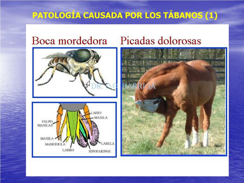 PPT - LOS TÁBANOS PowerPoint Presentation, free download - ID:580506