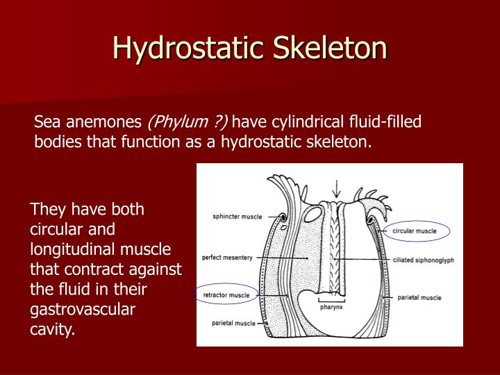 PPT - Animal Locomotion PowerPoint Presentation - ID:580879