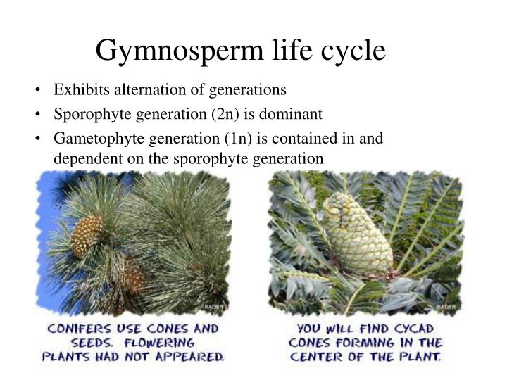PPT - Gymnosperm Intro and evolution Life cycle and reproduction Uses ...