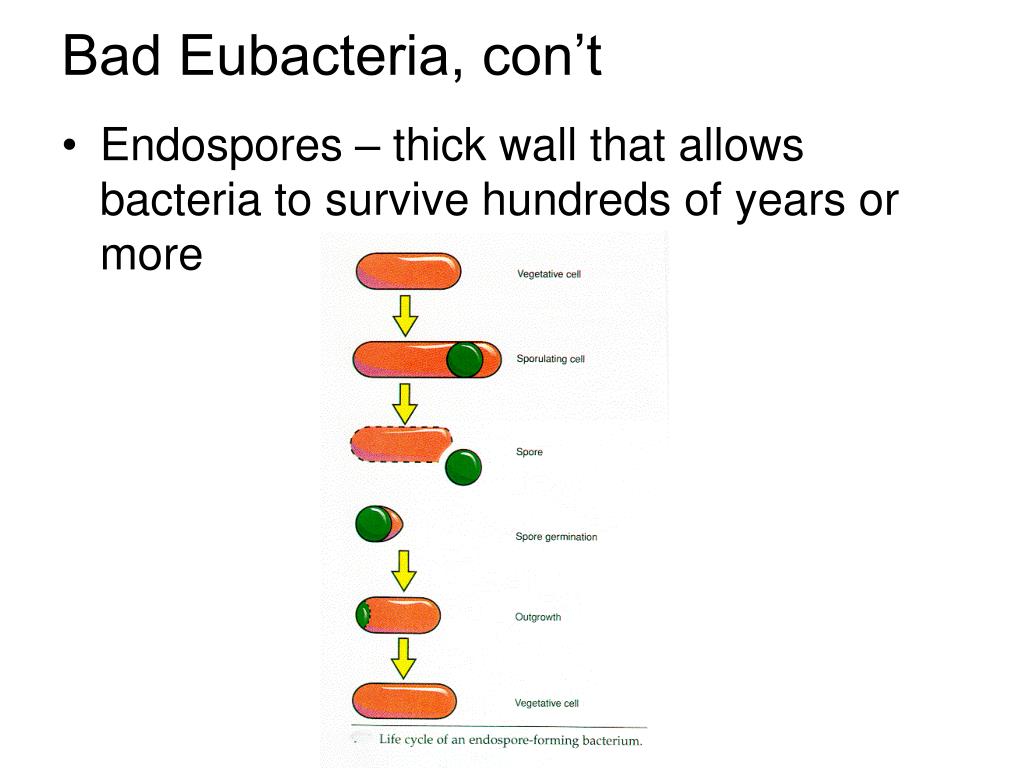 PPT - Bacteria Kingdom: Moneran- (Eubacteria) Kingdom: Archaea ...