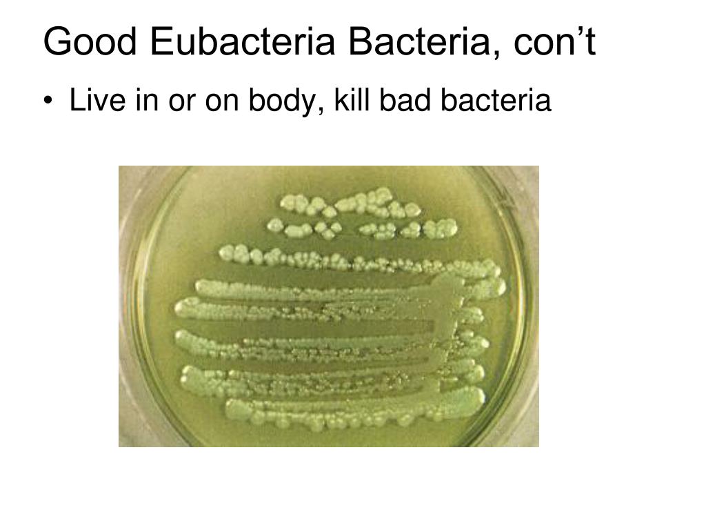 PPT - Bacteria Kingdom: Moneran- (Eubacteria) Kingdom: Archaea ...