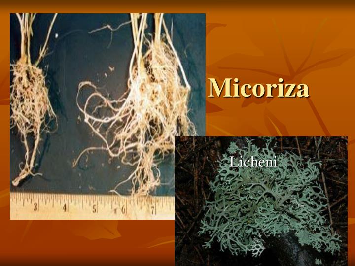 PPT - REGNUL FUNGI PowerPoint Presentation - ID:581926