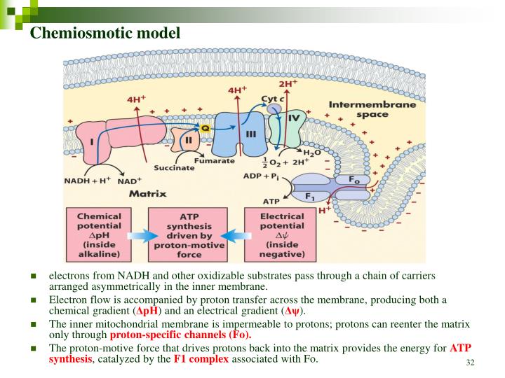PPT - Chapter 19 OXIDATIVE PHOSPHORYLATION AND PHOTOPHOSPHORYLATION ...