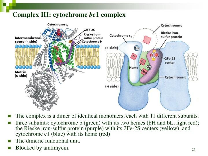 PPT - Chapter 19 OXIDATIVE PHOSPHORYLATION AND PHOTOPHOSPHORYLATION ...
