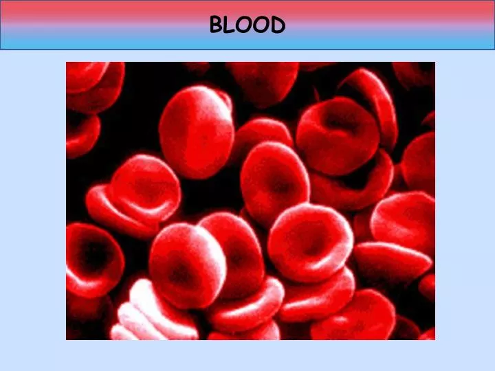 PPT - BLOOD PowerPoint Presentation, free download - ID:582285