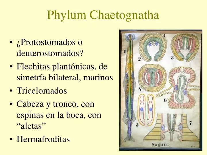 PPT - Phylum Chaetognatha PowerPoint Presentation, free download - ID:582524