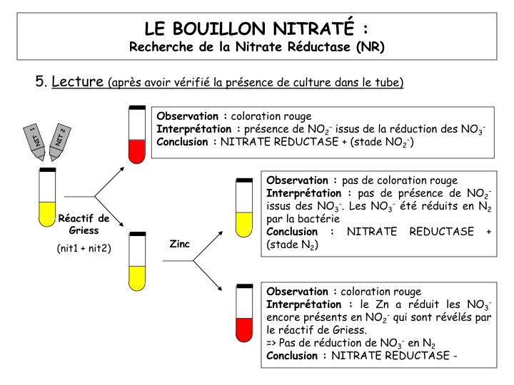 PPT - LE BOUILLON NITRATÉ : Recherche de la Nitrate Réductase (NR ...