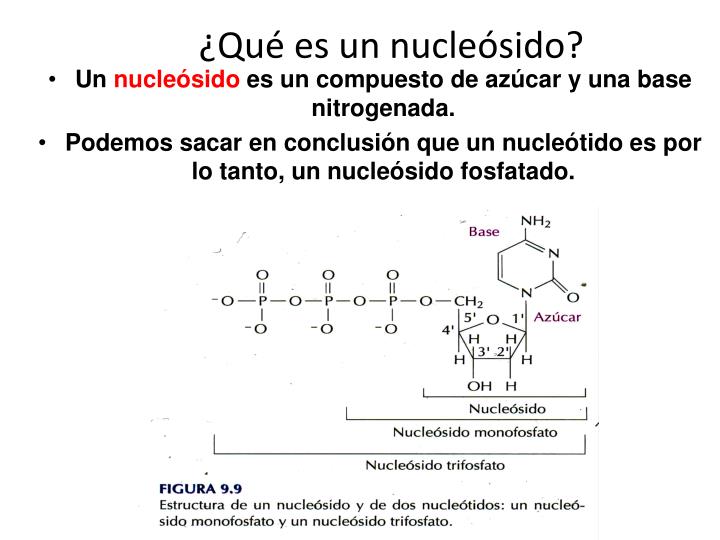 PPT - Material Genético y Núcleo Celular PowerPoint Presentation - ID ...