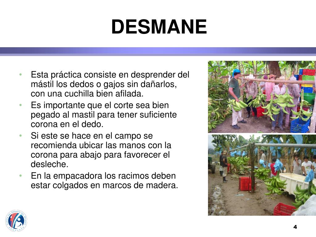PPT - Cosecha y Manejo Postcosecha del Cultivo del Plátano PowerPoint ...