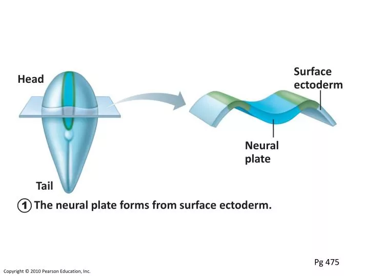 PPT - The neural plate forms from surface ectoderm. PowerPoint ...