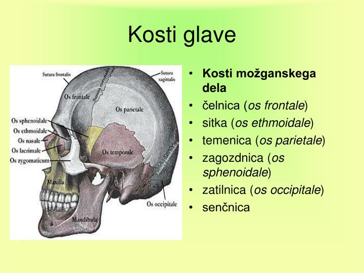 PPT - KOSTI PowerPoint Presentation - ID:586153