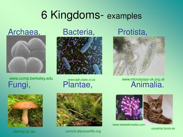 PPT - Biology Mrs. Schalles PowerPoint Presentation - ID:586302