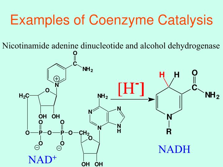 PPT - Cofactors and Coenzymes PowerPoint Presentation - ID:586700