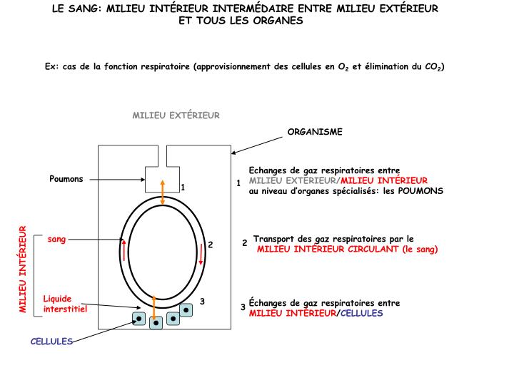 PPT - LE MILIEU INTÉRIEUR EST L’ENVIRONNEMENT INTERNE AQUEUX AU CONTACT ...
