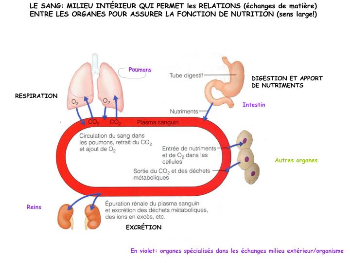 PPT - LE MILIEU INTÉRIEUR EST L’ENVIRONNEMENT INTERNE AQUEUX AU CONTACT ...