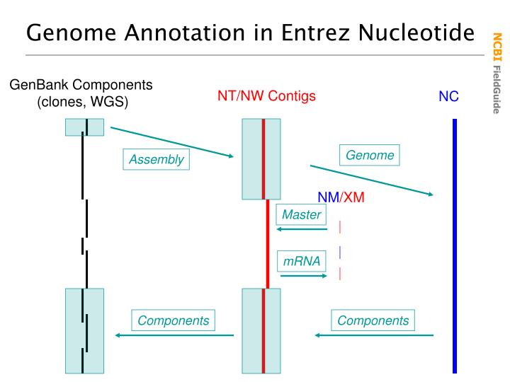 PPT - NCBI Molecular Biology Resources PowerPoint Presentation - ID:587308
