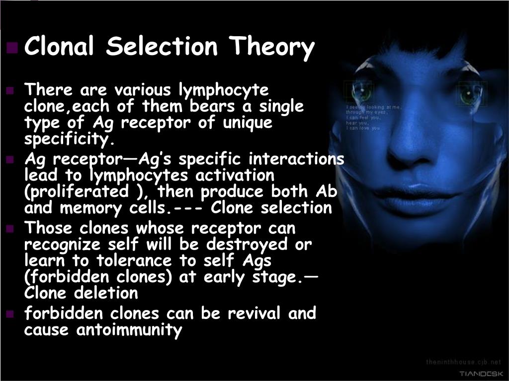 PPT - Male Immunological In ferti lity PowerPoint Presentation, free ...