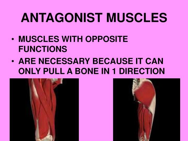 PPT - MUSCULAR SYSTEM PowerPoint Presentation - ID:58777
