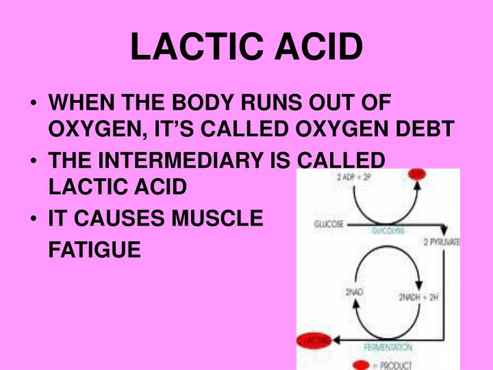 PPT - MUSCULAR SYSTEM PowerPoint Presentation - ID:58777