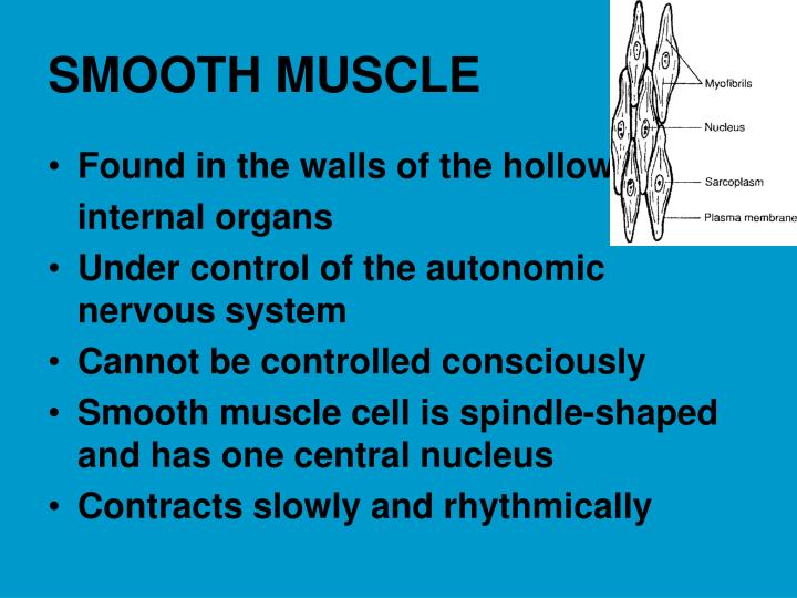 PPT - MUSCULAR SYSTEM PowerPoint Presentation - ID:58777