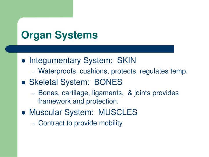 PPT - Essentials of Human Anatomy & Physiology PowerPoint Presentation ...
