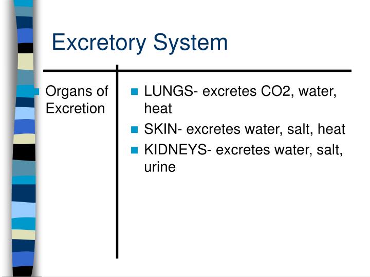 PPT - Digestive, Excretory and Endocrine Body Systems PowerPoint ...