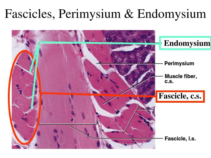 PPT - Chapter 11 The Muscular System PowerPoint Presentation - ID:58812