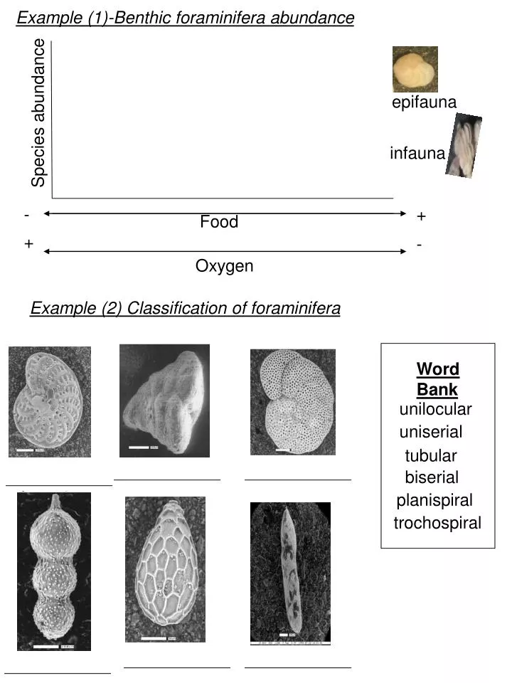 PPT - Example (2) Classification of foraminifera PowerPoint ...