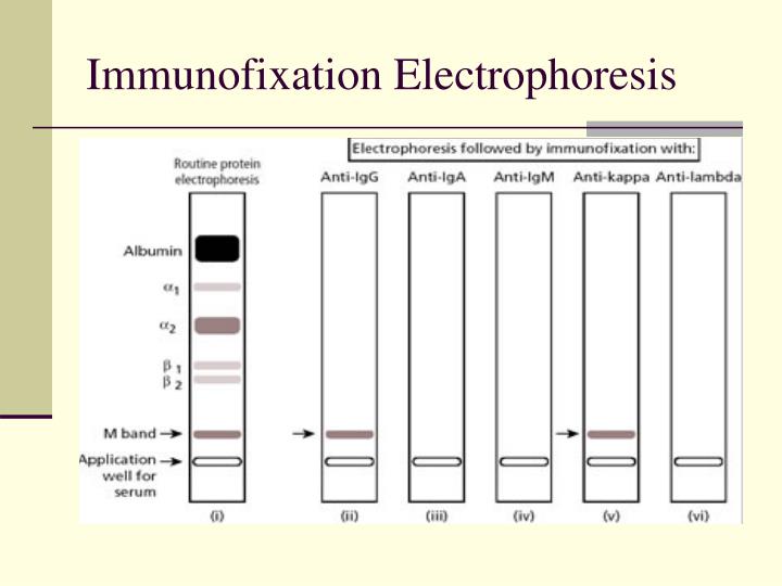 PPT - 2. Basic Immunologic Procedures PowerPoint Presentation - ID:588601