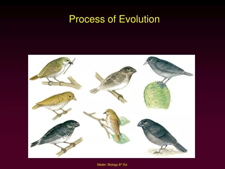 PPT - Process of Evolution PowerPoint Presentation, free download - ID ...