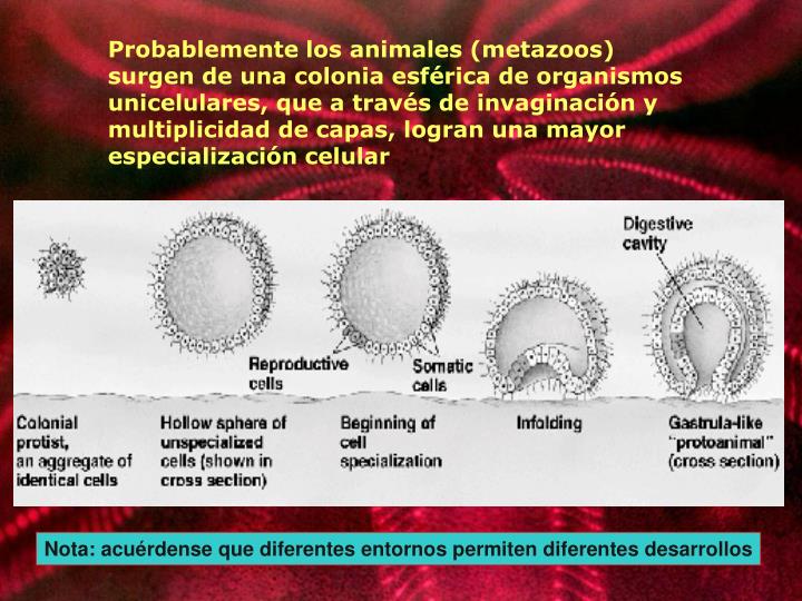 PPT - Origen de Metazoa PowerPoint Presentation - ID:590999