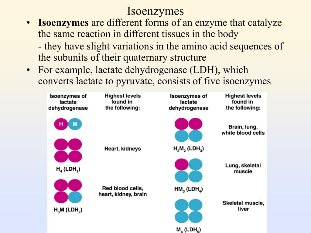 PPT - Enzymes as Biological Catalysts PowerPoint Presentation, free ...