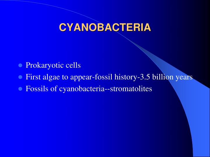 PPT - DIVERSITY OF PHYTOPLANKTON CYANOBACTERIA PowerPoint Presentation ...