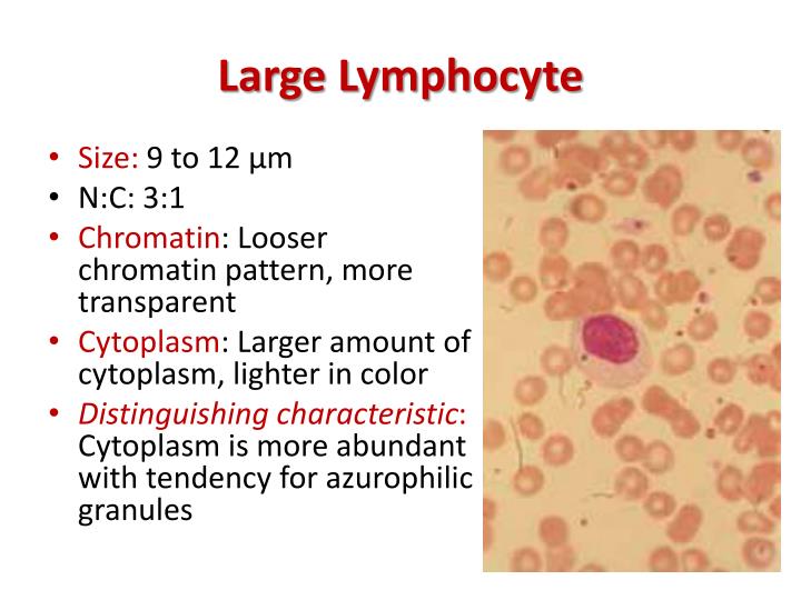 PPT - Normal Cell Maturation PowerPoint Presentation - ID:591543